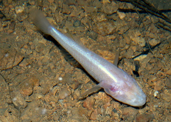 塘鳢科 Eleotridae 蓝色动物学